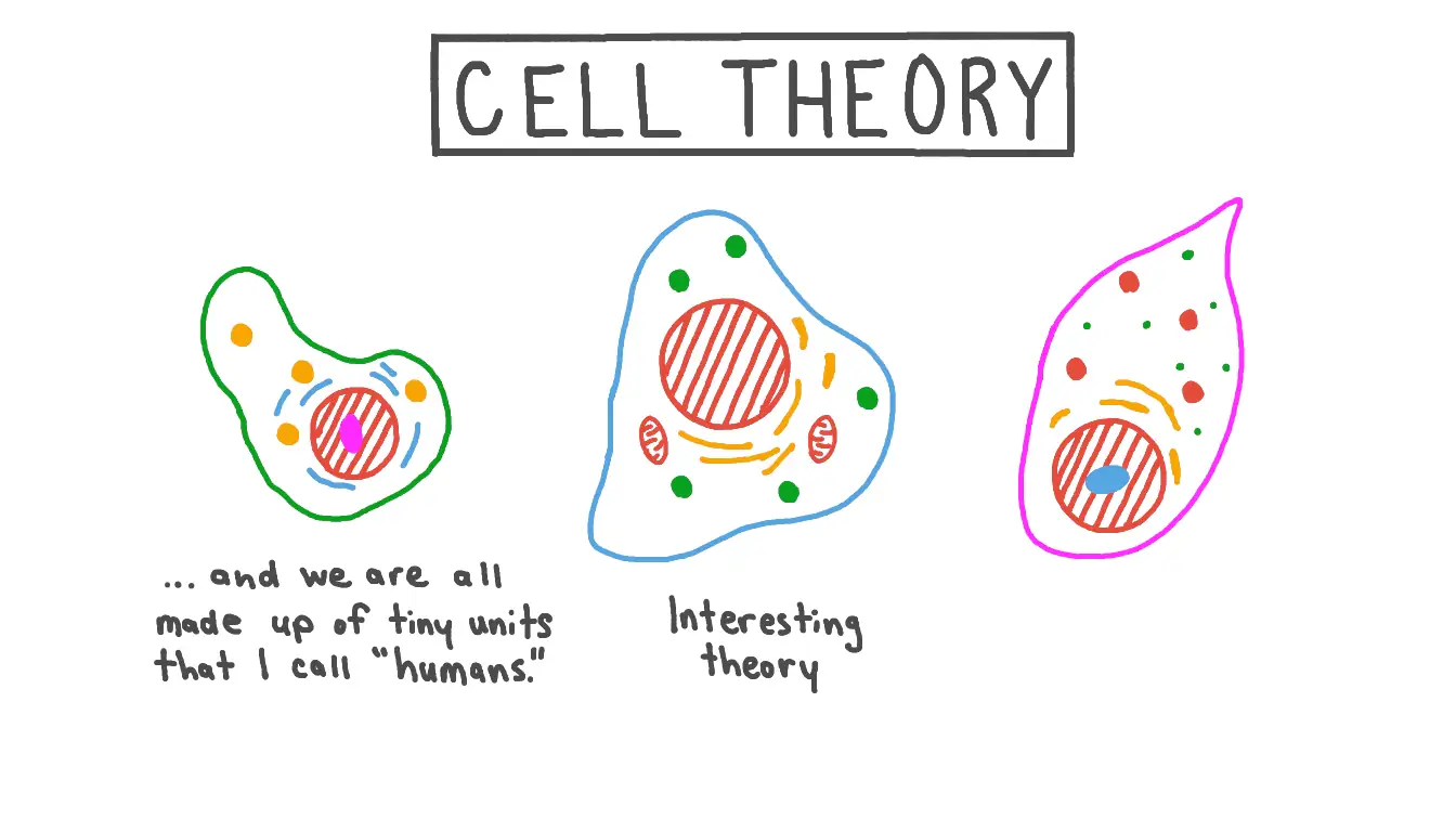 Nature of Science and cell theory 7th Grade Flashcard | Wayground ...
