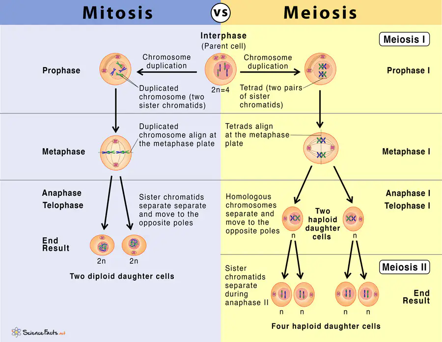 Mitosis and Meiosis 9th Grade Flashcard | Wayground