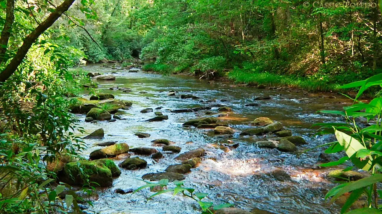 La Naturaleza 11th Grade Quiz | Wayground
