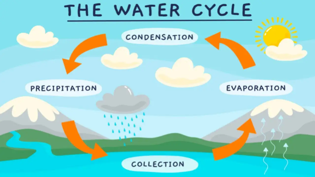 Intro to the Water Cycle 3rd Grade Quiz | Quizizz