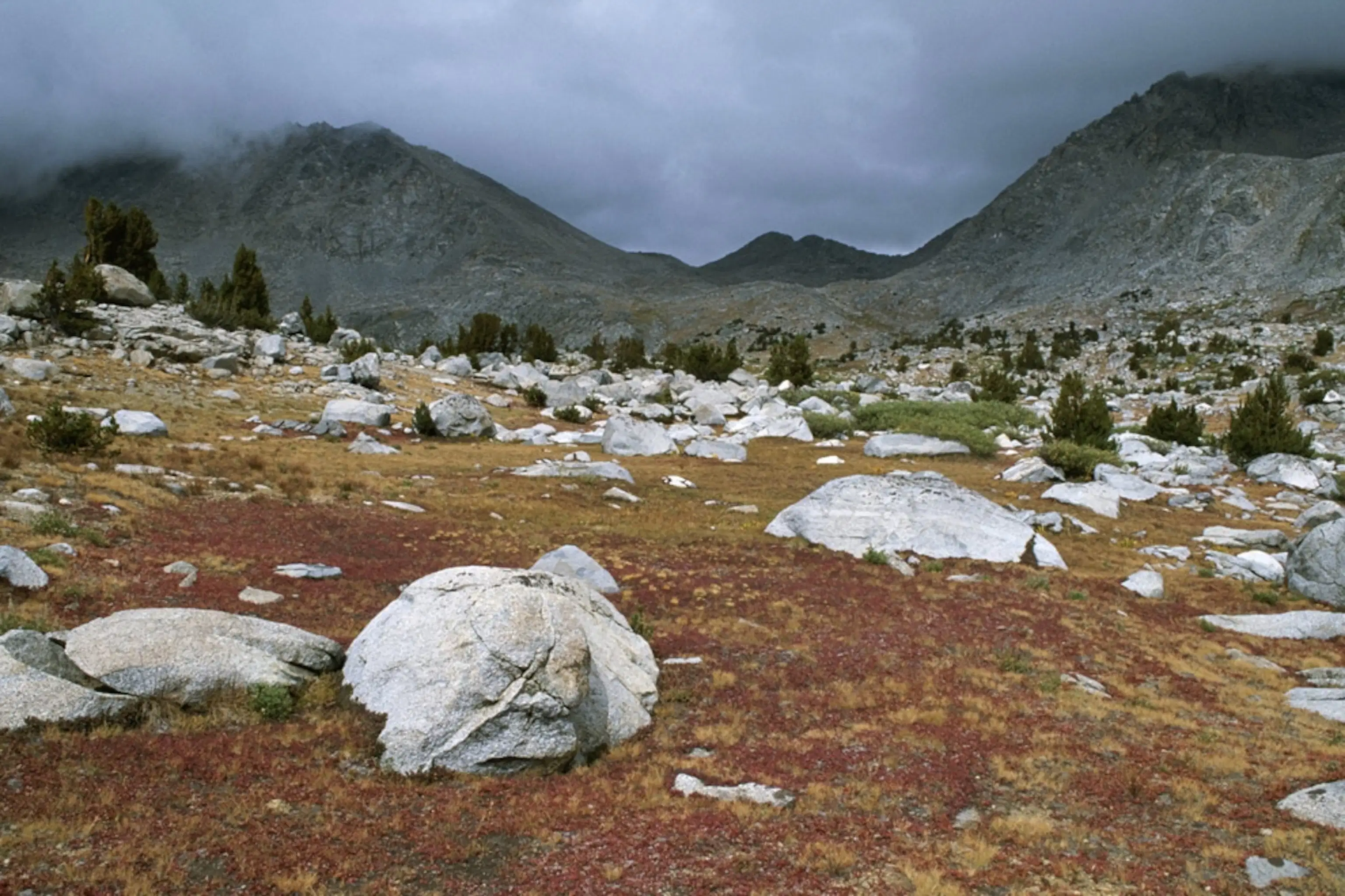 Unit 11 Ecology Review 7th - 12th Grade Quiz | Wayground