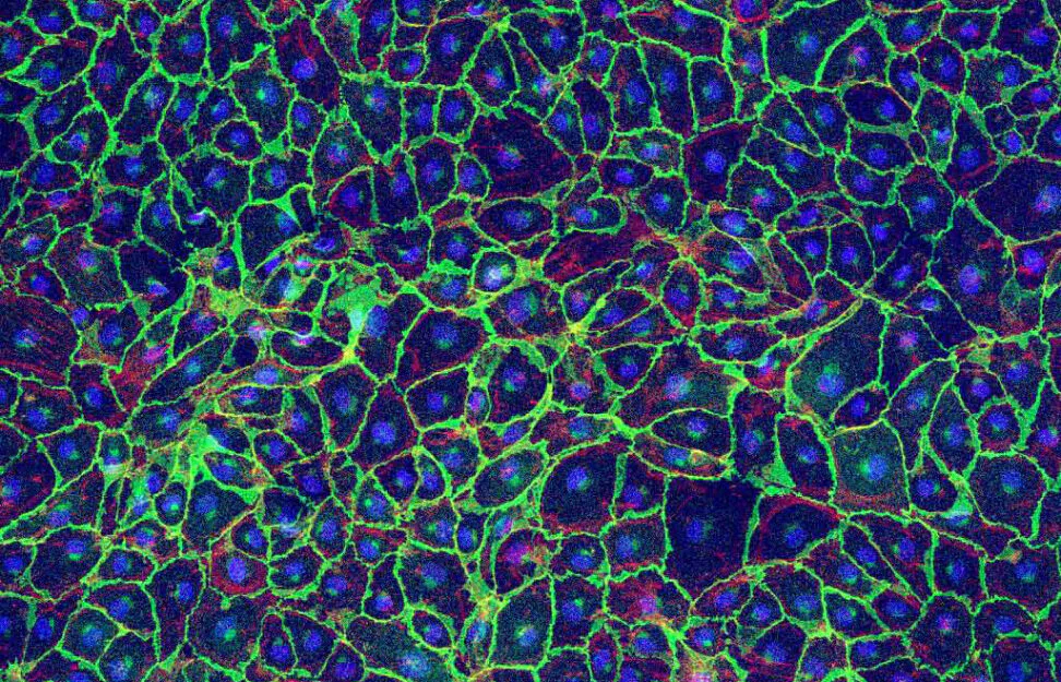 Cells and organelles, structure and function 8th Grade Quiz | Wayground