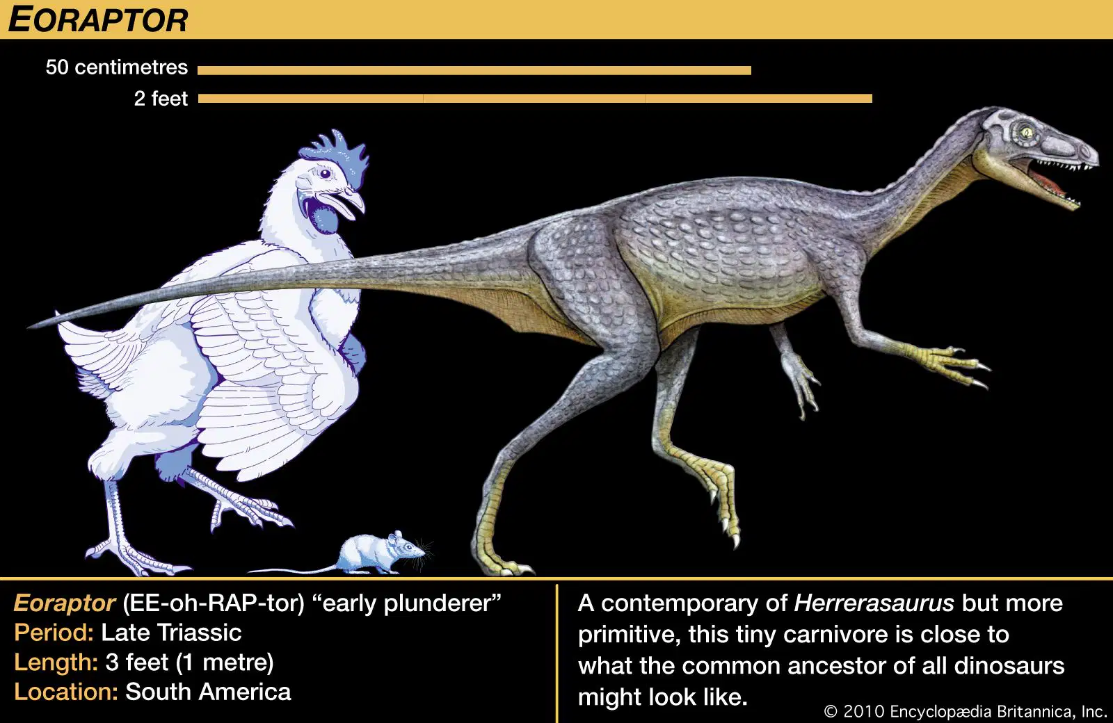 Evolution Vocabulary Quiz