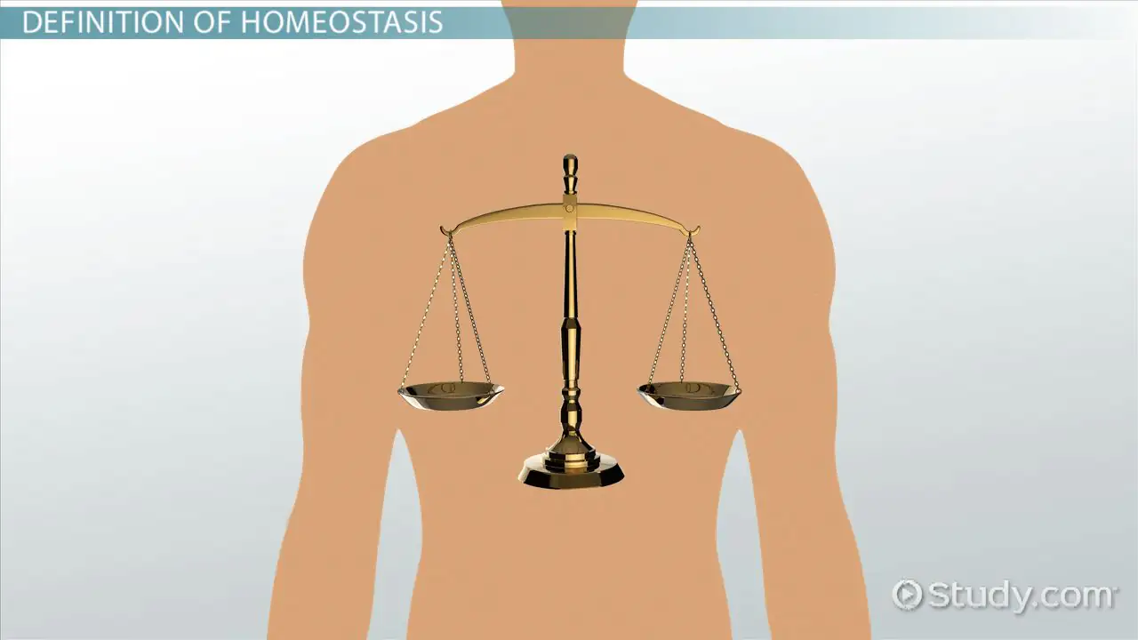 Homeostasis Regents 12th Grade Quiz | Quizizz