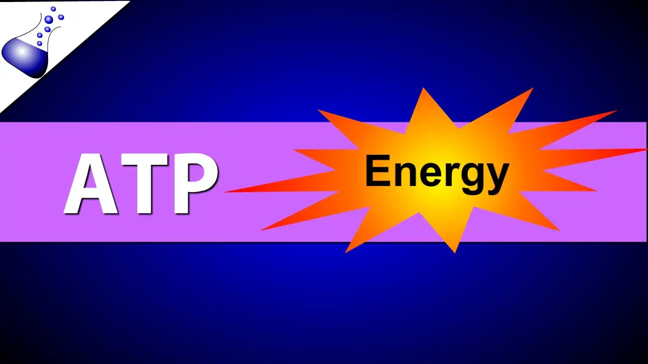 ATP Energy System Week 1 10th Grade Quiz | Quizizz