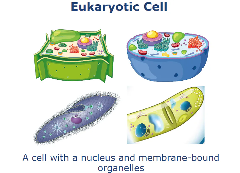 Cell Structures and Their Functions 8th Grade Flashcard | Wayground