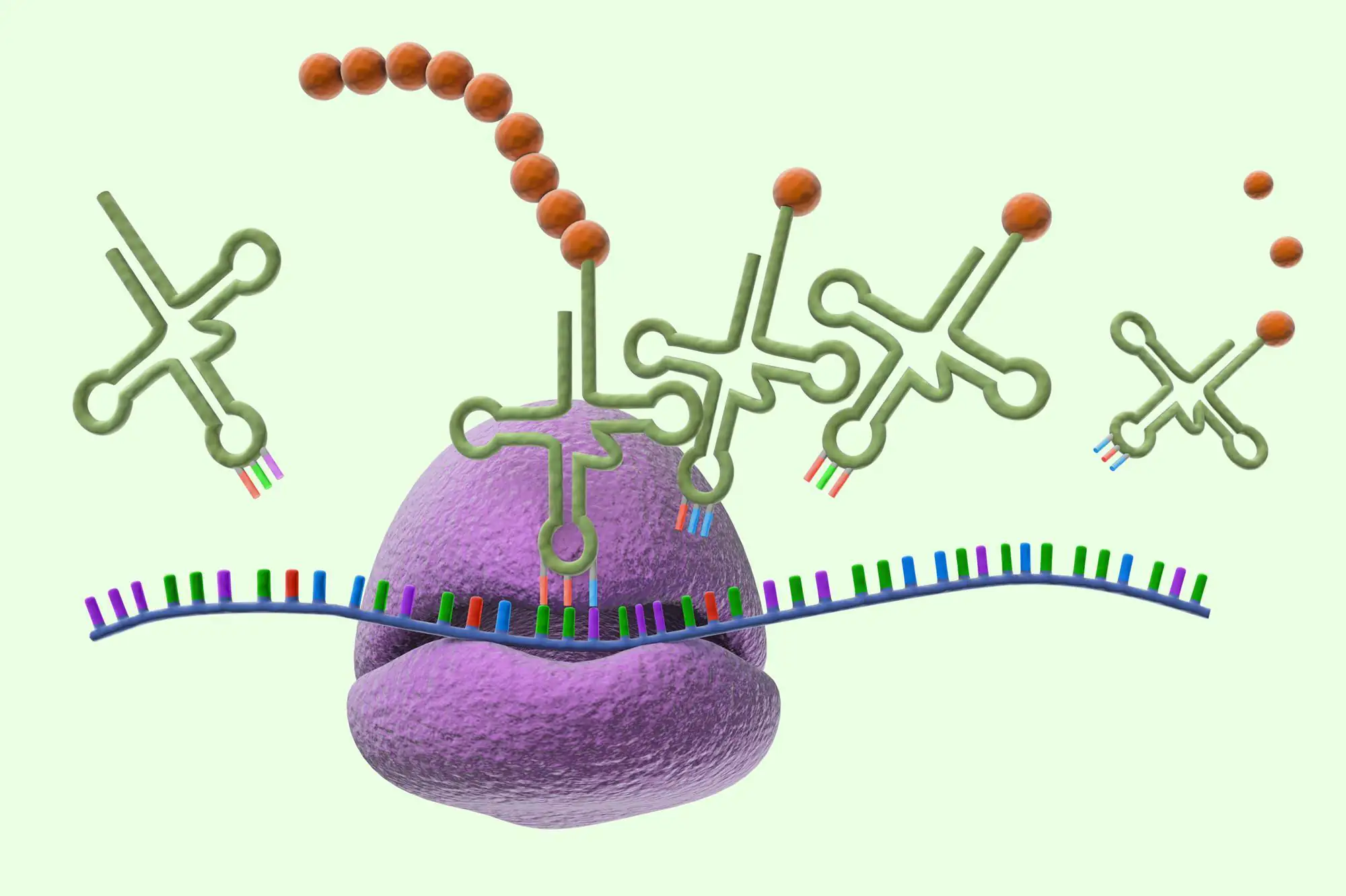 Protein Synthesis Test Study Guide + Bonus Mutation Questions! 9th ...