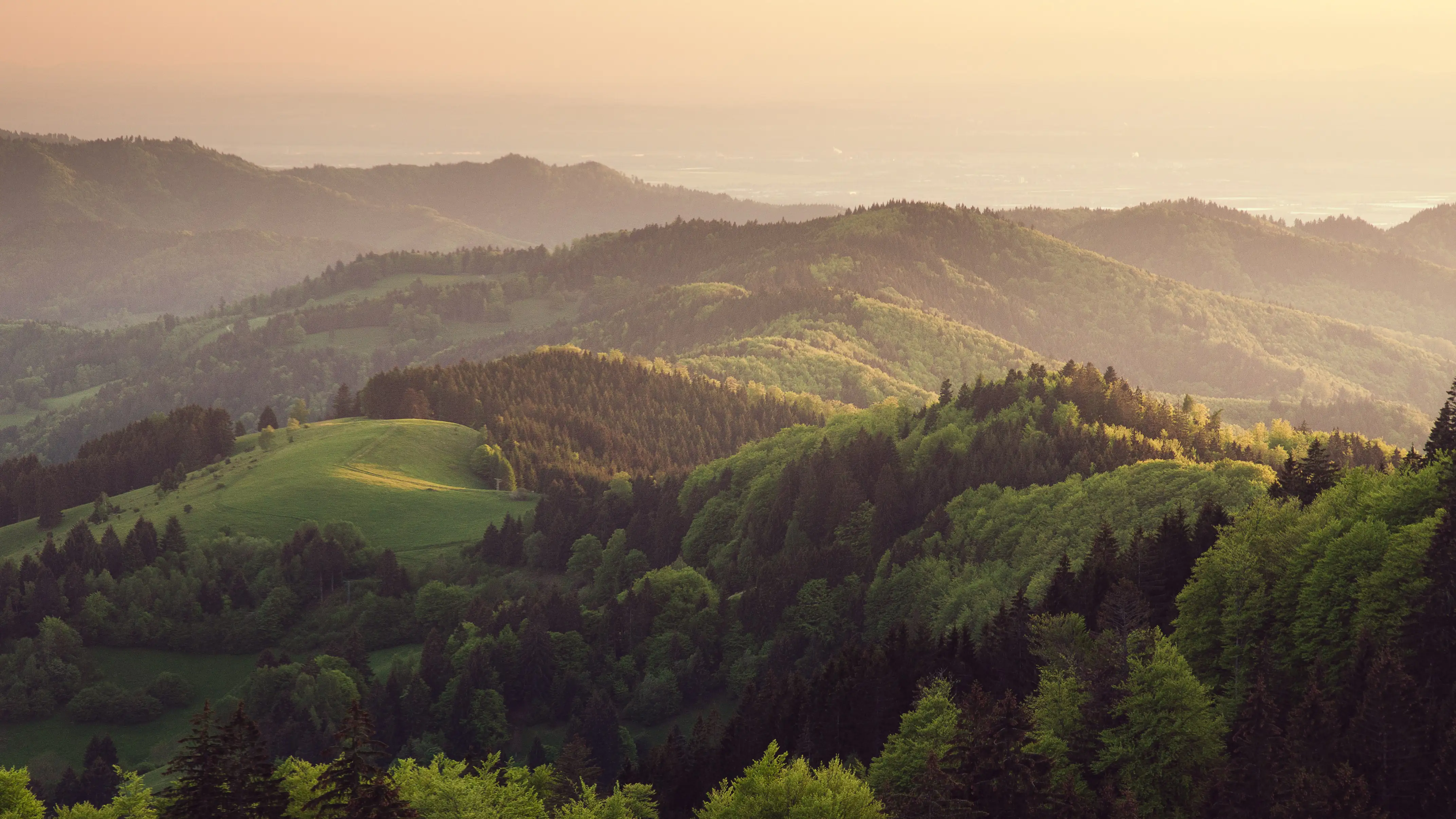 English Comprehension Test: Types of Forests 2nd Grade Quiz | Quizizz