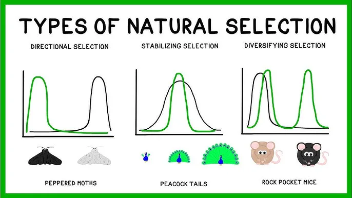 Patterns of Natural Selection Quiz