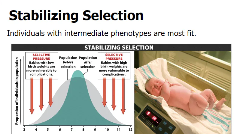 Evolution Biology 12th Grade Quiz | Wayground