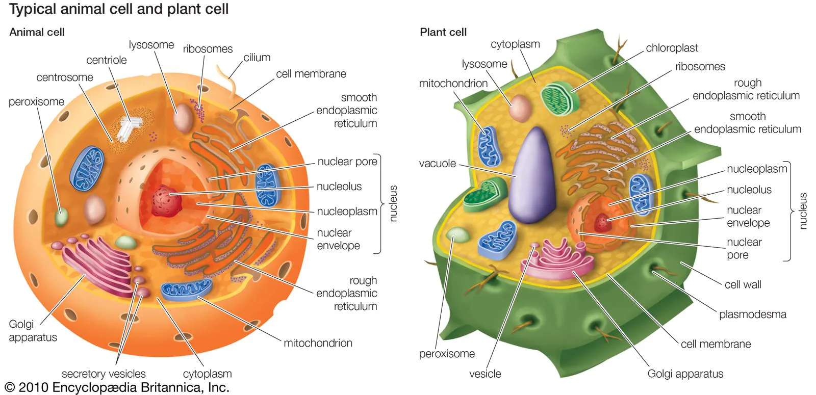 Cell System 7th Grade Quiz | Quizizz