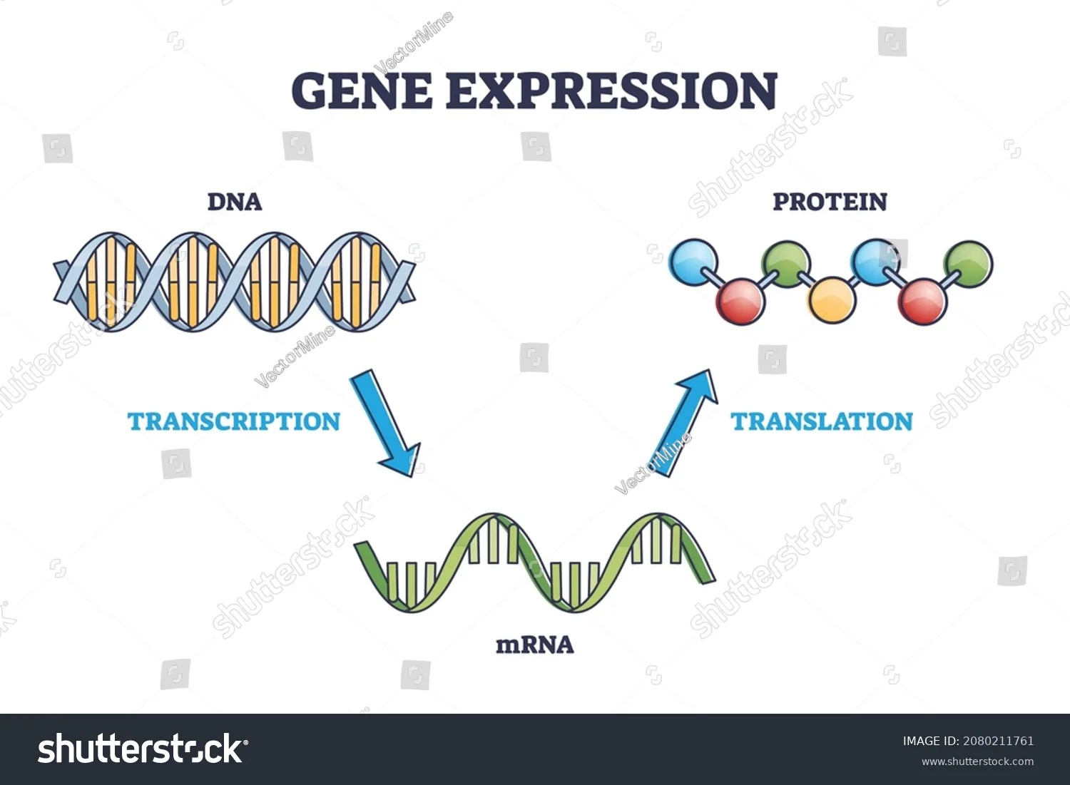 DNA & Gene Expression Flashcard | Wayground (formerly Quizizz)