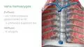 Venen des Thorax Interactive Video