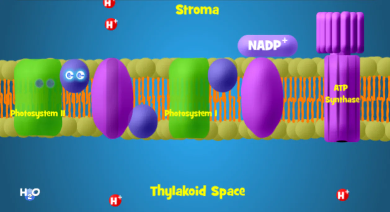 Light Dependent Reaction 12th Grade Quiz | Quizizz