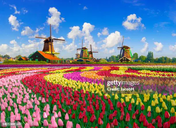 The Dutch Golden Age 7th Grade Quiz | Quizizz