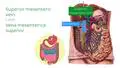 Veins of the small intestine Interactive Video