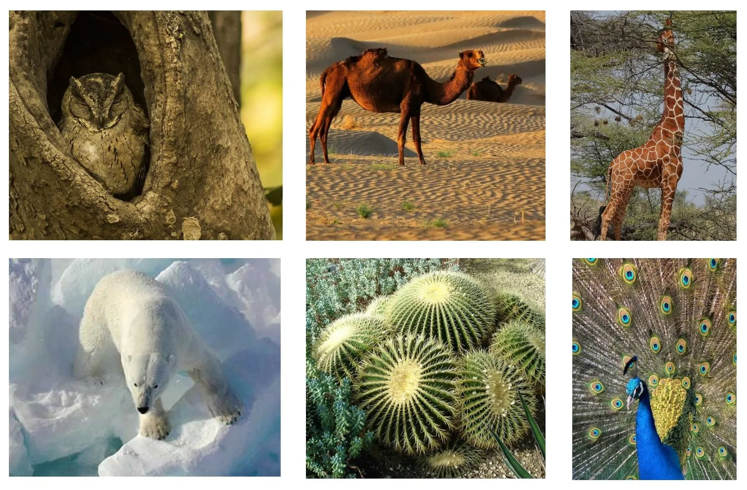 Adaptation and Survival in Animals Benchmark Unit 1 Week 1 Flashcards