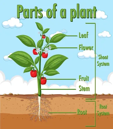 Unit 7 Plants and the Environment 3rd Grade Flashcard | Quizizz