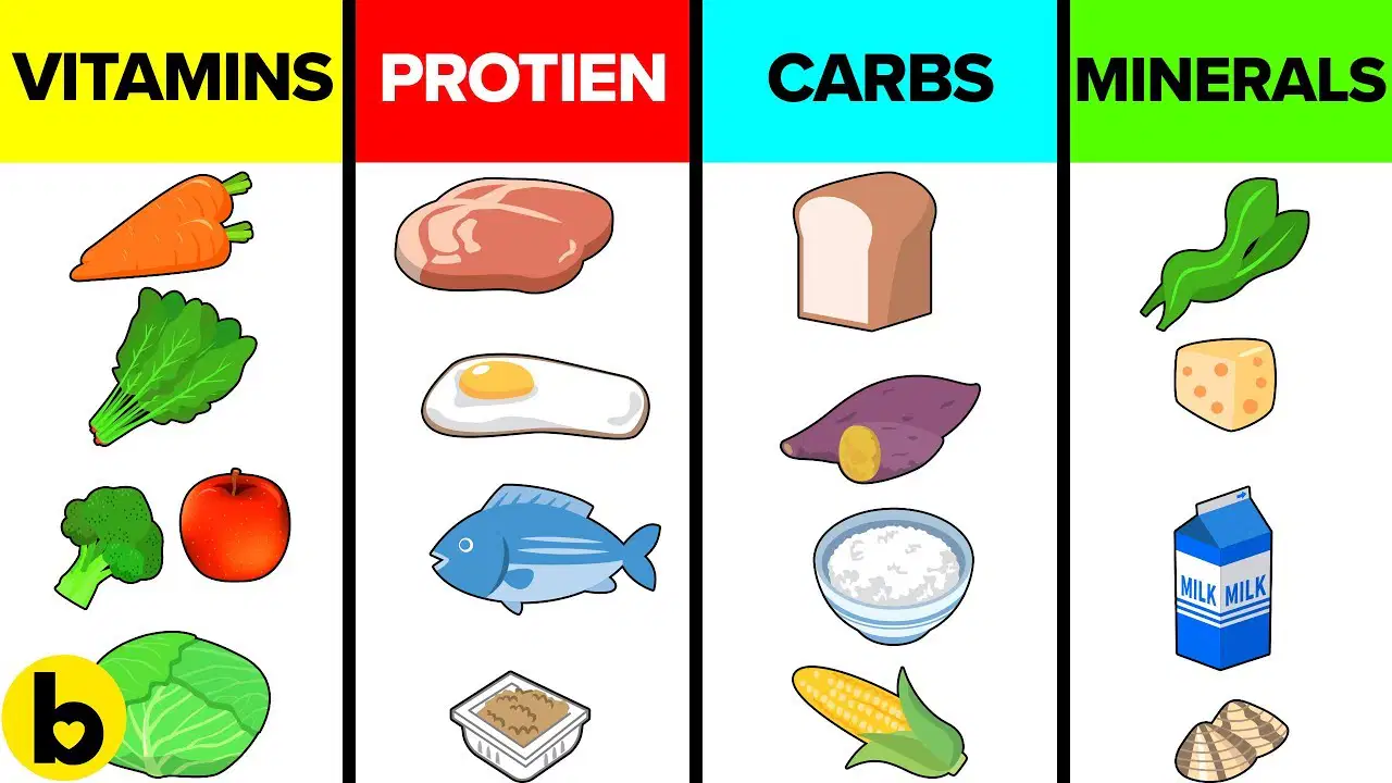 How The Six Basic Nutrients Affect Your Body 7th Grade Quiz | Wayground