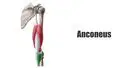 Anconeus muscle University - Vocational training Video | Quizizz
