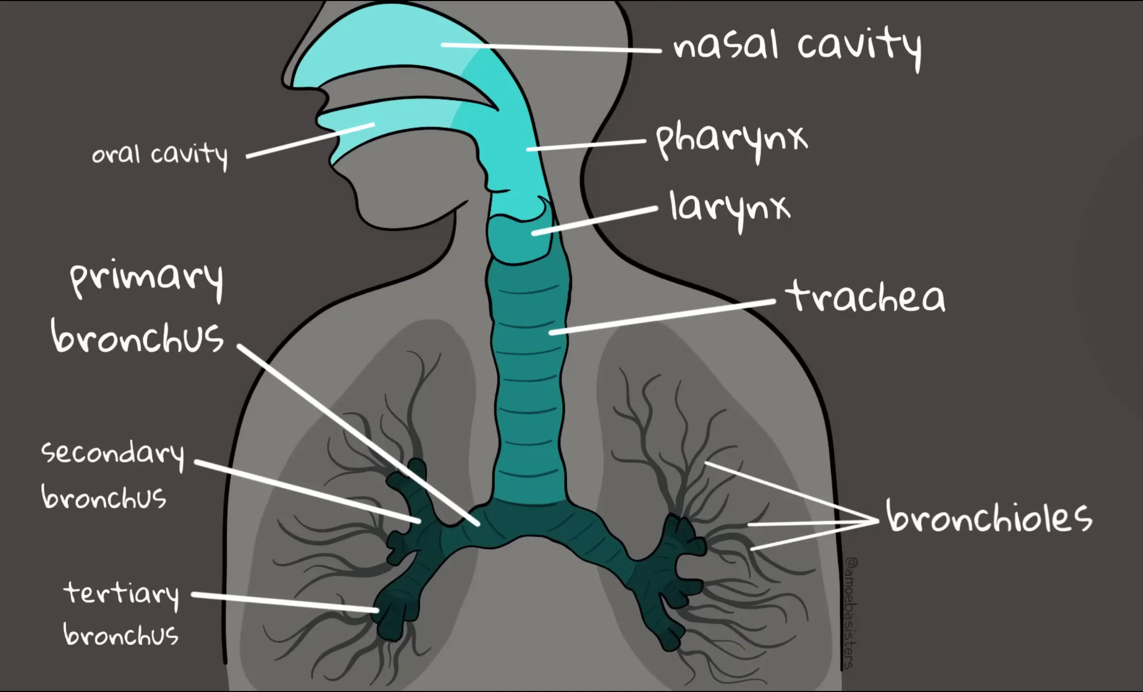 Respiratory system Quiz