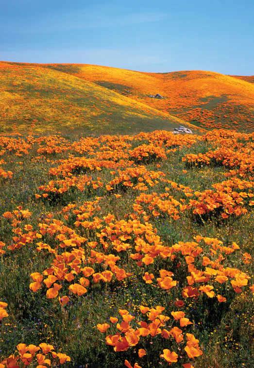 4th Grade TCI History Lesson 1 Vocabulary 4th Grade Quiz | Wayground ...