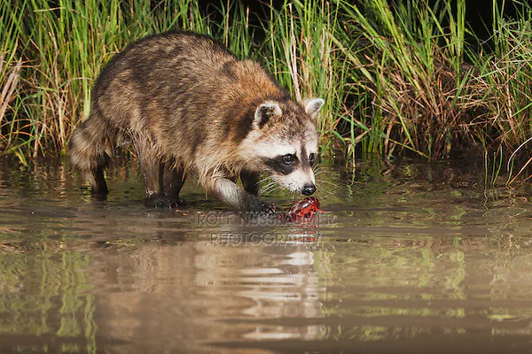 Energy Flow in Ecosystems (10pts.) Flashcards