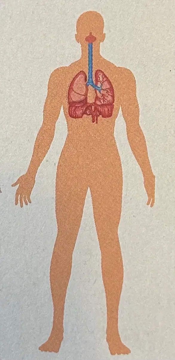 Homeostasis Quiz