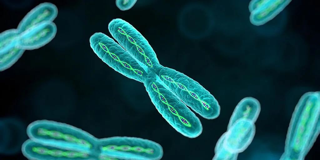 B-LS3-3 Genetics & Punnett Squares Flashcard