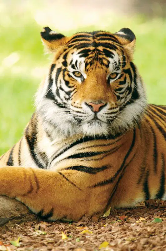 All about tigers 2nd Grade Quiz | Wayground (formerly Quizizz)