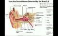 Anatomy - Hearing (Part 1) - The Pathway of Sound up to the Oval Window ...