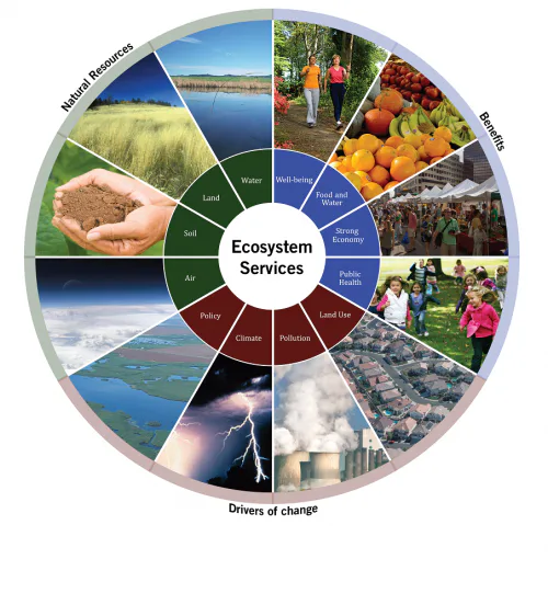 Ecosystem Services 6th - 8th Grade Quiz | Wayground