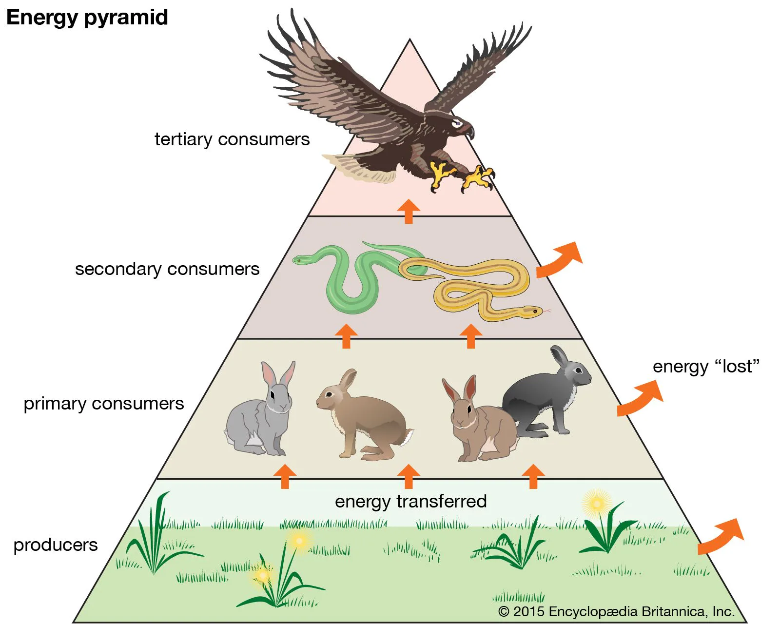Ecosystem Food Web 5th Grade Quiz | Quizizz
