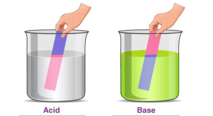 Introduction to Acid and Base 8th Grade Quiz | Wayground