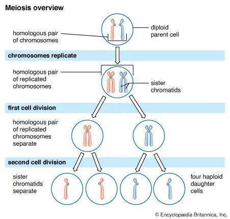 Meiosis and NonMendelian Genetics 9th - 12th Grade Quiz | Wayground