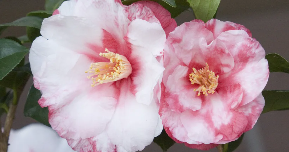 Outcomes of Genetic Combinations Flashcard