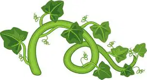 Vines 1st Grade Quiz | Quizizz