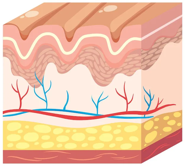 Exploring the Integumentary System 11th Grade Quiz | Quizizz