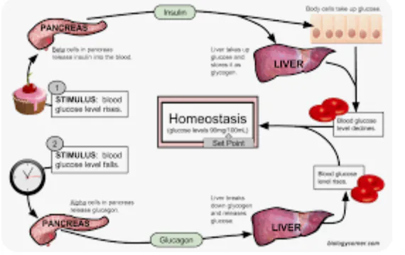 homeostasis 9th - 12th Grade Quiz | Quizizz