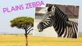 Why Do Zebras Have Stripes? Animal Science for Kids 1st - 6th Grade ...