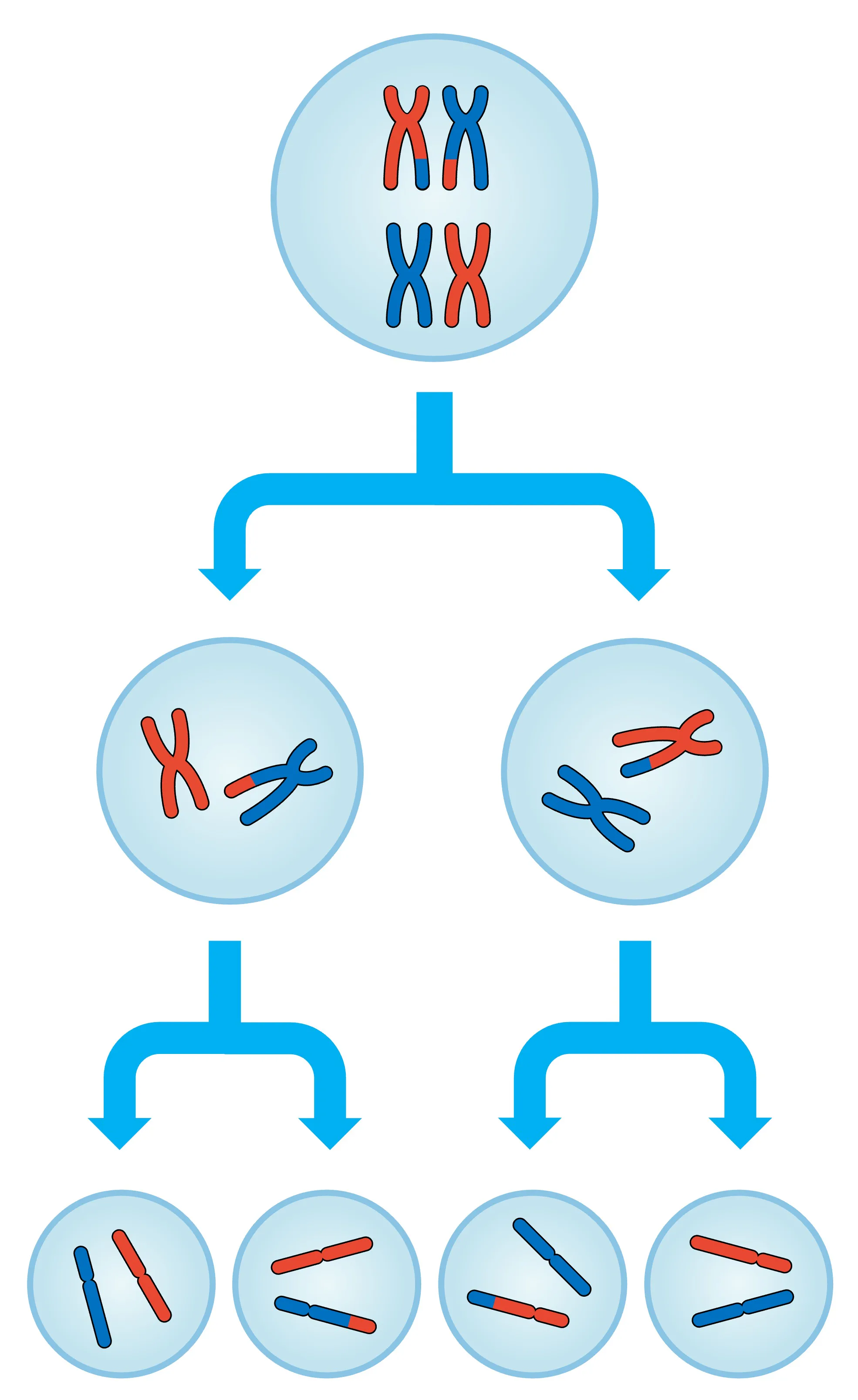 Meiosis Practice Flashcards
