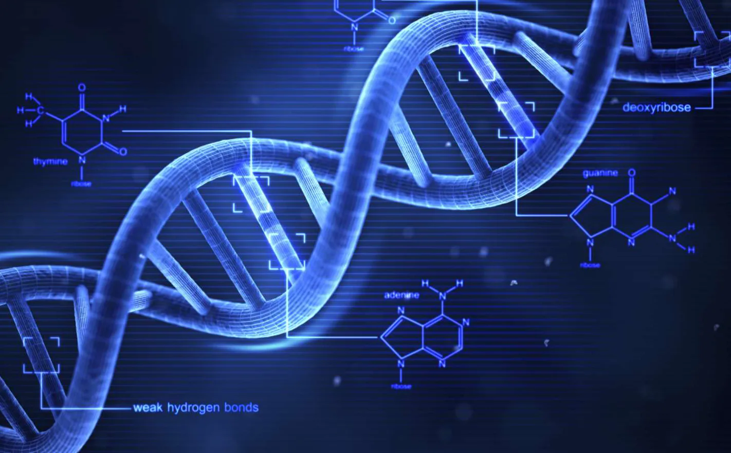 DNA Structure & Function 10th Grade Quiz | Quizizz