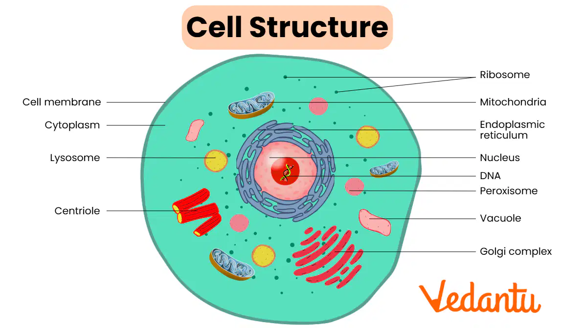 Cell structure Quiz