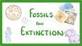GCSE Biology - What Are Fossils? What Fossils Tell Us About Extinct ...
