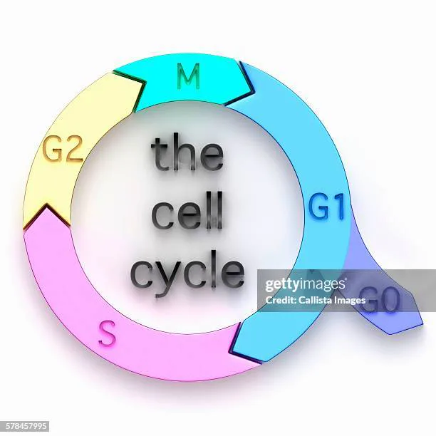 cell cycle and mitosis review 9th Grade Quiz | Quizizz