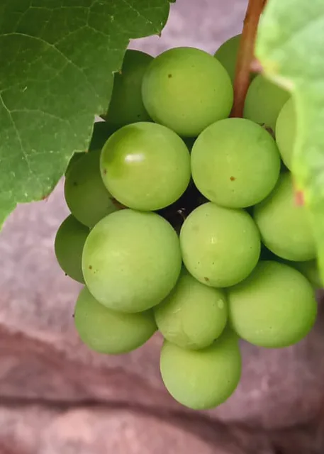 FRUTAS Y VEGETALES 1 1st Grade Quiz | Wayground