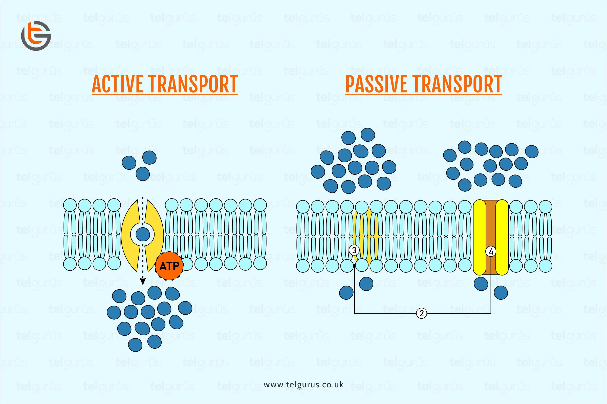 Diffusion Osmosis Active Transport Quiz