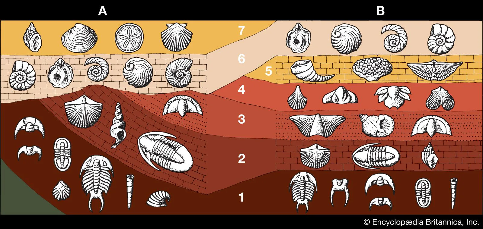 Fossil Record Open-Ended Response Assessment 6th - 8th Grade Quiz | Quizizz