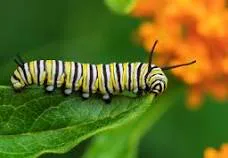 Insect Life Cycles Assessment | Quizizz