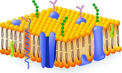 The Cell Membrane 12th Grade Flashcard | Wayground